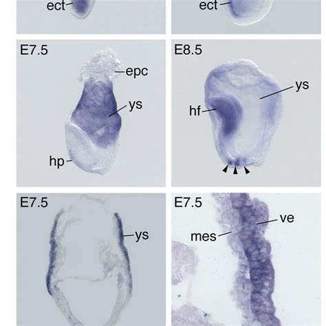 Enpp2 Mrna Is Highly Expressed In Yolk Sac Ve Cells A In Situ