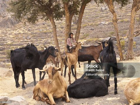 Shepherdess 염소에 대한 스톡 사진 및 기타 이미지 염소 예멘 갈색 Istock