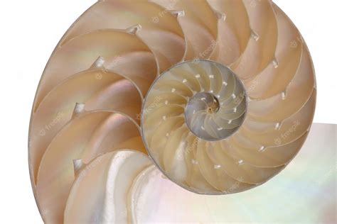 Premium Photo Nautilus Pompilius Living Fossil Mollusca Chambered