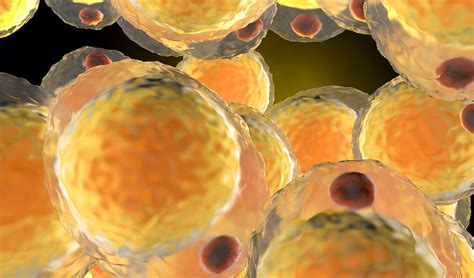 New Wnt Adipocyte Population And Their Role In The Regulation Of