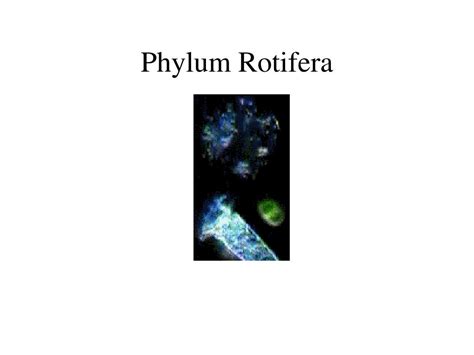 Ppt Phylum Rotifera Powerpoint Presentation Free Download Id402870