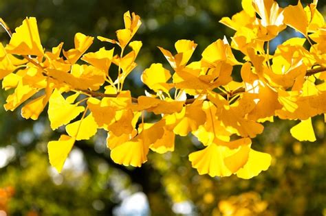 Premium Photo Yellow Ginkgo Fall Leaves On Branch Yellow Fall Leaves