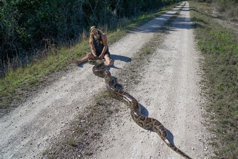 Florida Python Hunter Wrestles Foot Pregnant Python