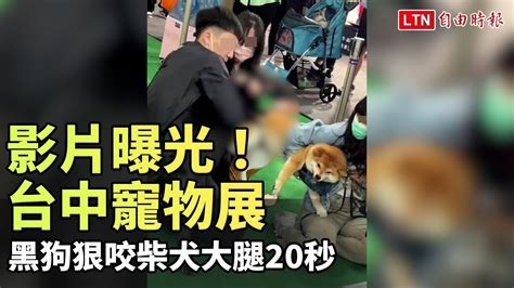 影片曝光！台中寵物展 黑狗狠咬柴犬大腿20秒 全國寵物同業公會副理事長江和樹提供 Youtube