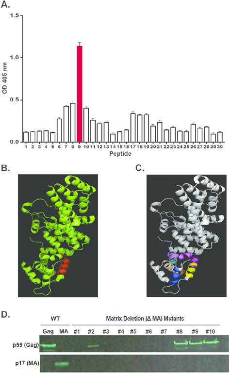 Mapping The Mab 3e4 Epitope On The Surface Of Hiv Gag Protein A