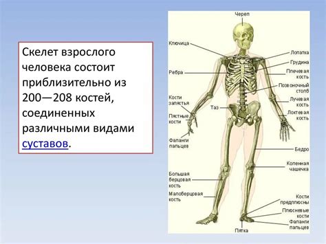 Строение скелета 3 класс Telegraph