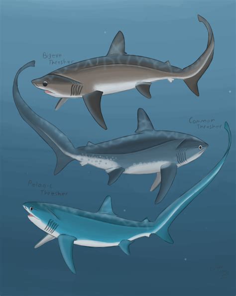 Thresher Shark S Version A By Evilershark204 On Deviantart