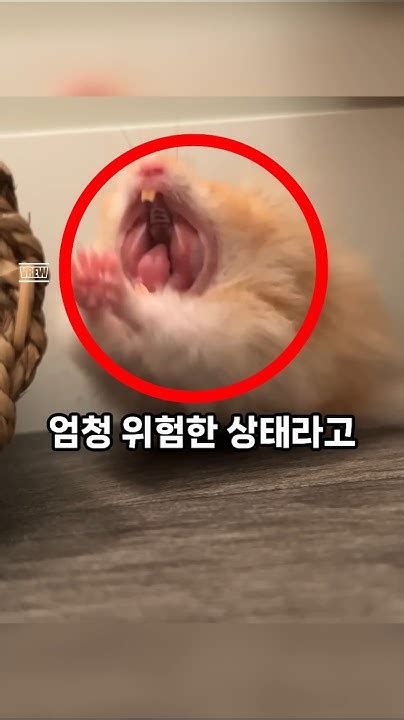 햄스터가 이런 행동을 보이면 즉시 피하세요 😱 Youtube
