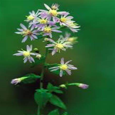 Detect And Classify Single Label Classification Classification Dataset