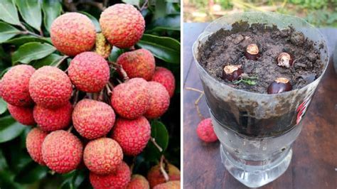 Can Lychee Be Grown From Seed At Stella Gooseberry Blog