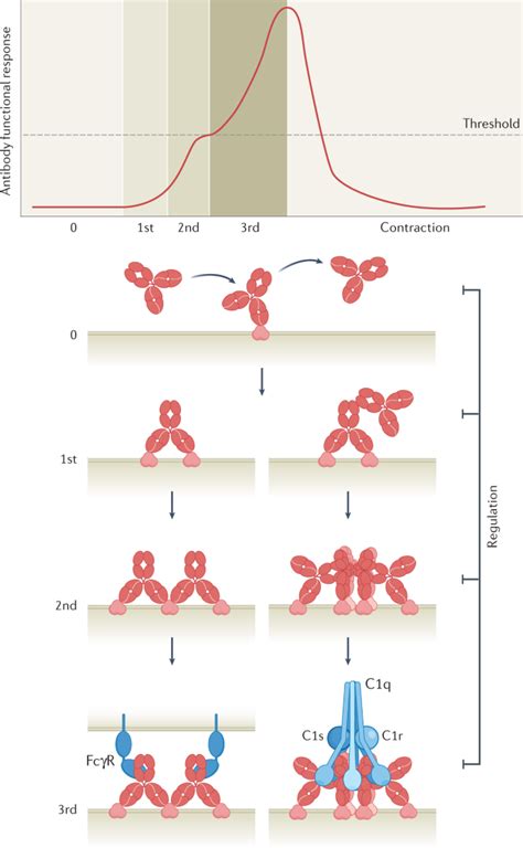 抗体效应功能和生物治疗药物设计的亲和力 Nature Reviews Drug Discovery X Mol