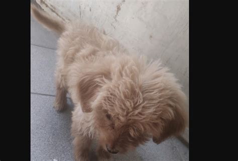 协议之referer防盗链 腾讯云开发者社区 腾讯云