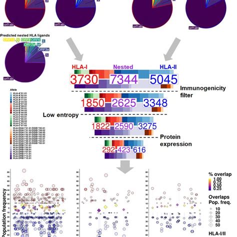 Prediction Of Sars Cov 2 T Cell Epitopes Top Summary Of Predicted