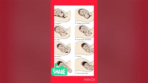7 Cardinal Movement Of Labour Kya Hota Hai Shortvideo Youtubeshorts