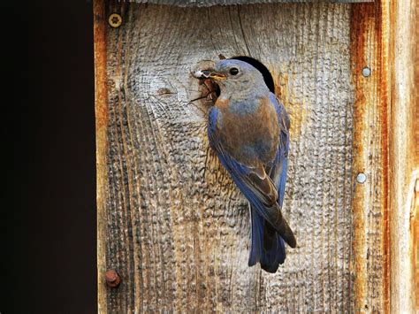 Western Bluebird Nestwatch