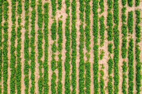 Agricultural Field Green Lines In A Row Stock Image Image Of Land Farm