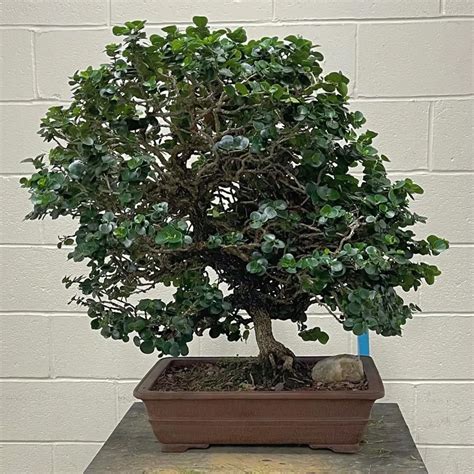 Natal Plum Bonsai Thorny Elegance With Starry Blooms