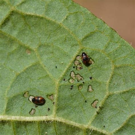 Hairy Flea Beetles Epitrix Insect Identification Guide Habitat And Facts