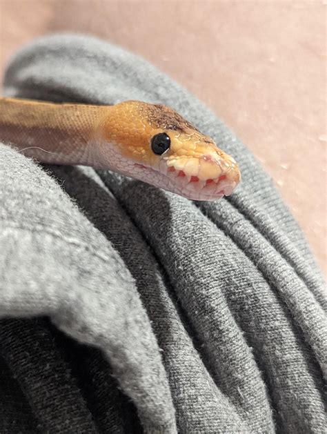 hello r ballpython