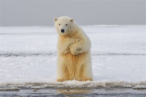 How Dolphins Use Echolocation To Navigate And Communicate Trend Wave Mag