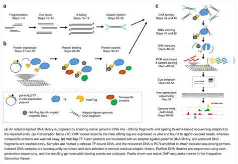 dap seq for higher throughput transcription factor analysis enseqlopedia