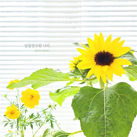 미니 해바라기 키우기 화분 씨앗 물주기 의미 있는 꽃말 네이버 블로그