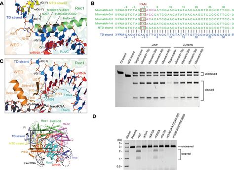 Target Dna Duplex Unwinding And Heteroduplex Formation A Detailed