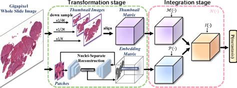 Our Wsi Classification Framework Consists Of A Transformation Stage