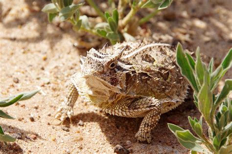 Horned Lizard Habitat San Antonio Zoo Horned Lizards Released Into The