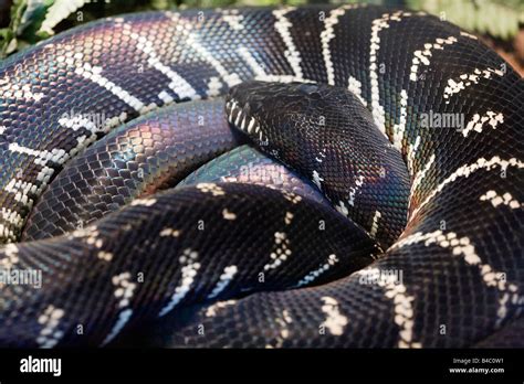 Boelen Python