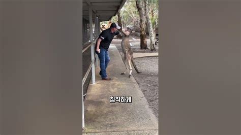 남편이 아내를 지키기 위해 캥거루와 싸웁니다 Youtube