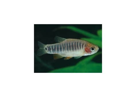 Rasbora Emeraude Comptoir Du Poisson Exotique