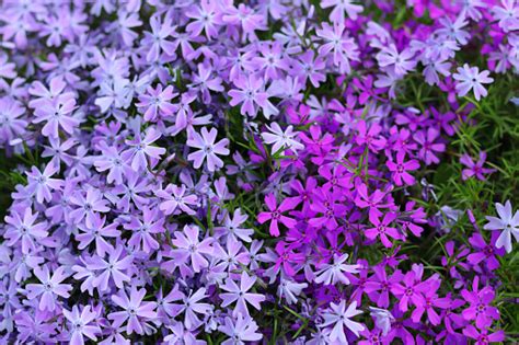 꽃 피는 식물 봄 동안 색상의 카펫 들어온다 플록스 꽃 피는 식물 이끼 들어온다 플록스 Subulata 아름 다운 핑크 보라색 보라색 이끼 Phlox Subulata