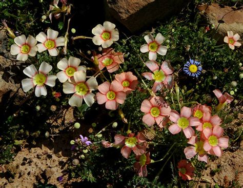 Oxalis Obtusa Pacific Bulb Society