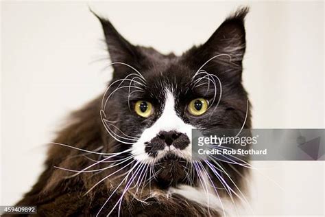 Governing Council Of The Cat Fancy Photos And Premium High Res Pictures