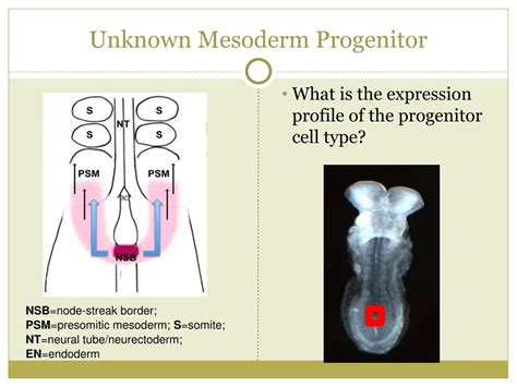 Ppt Gene Expression Deconvolution With Single Cell Data Powerpoint