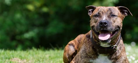 American Staffordshire Terrier Adoption American Staffordshire Terrier