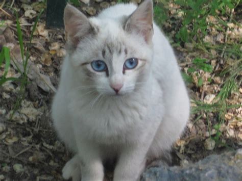 La Vida De Los Animales ¿sabías Que Los Gatos Pueden Ver En La