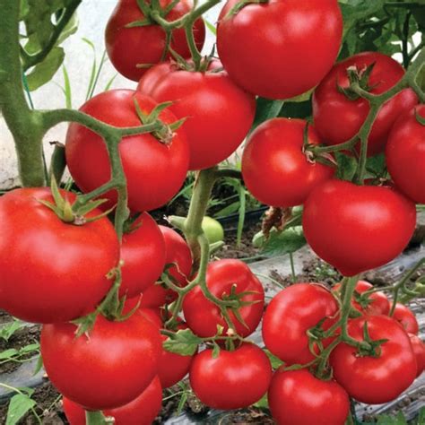 ТОМАТ Лєда F1, Yuksel Seeds Напівдетермінантний
