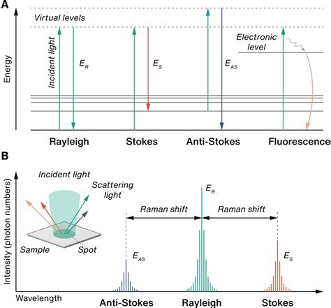 Principle Of Raman Scattering A Energy Diagram Showing The Origin Of