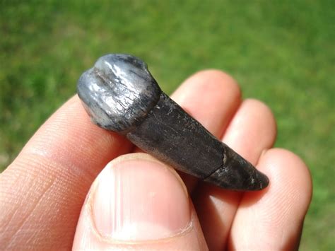 Choice Tapir Upper Incisor Tooth Recently Sold Fossils