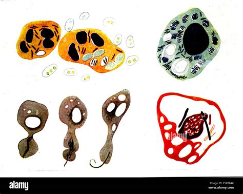 Illustration Of The Phagocytosis Of Proteus Sp Bacteria Rod Shaped By Macrophage White Blood