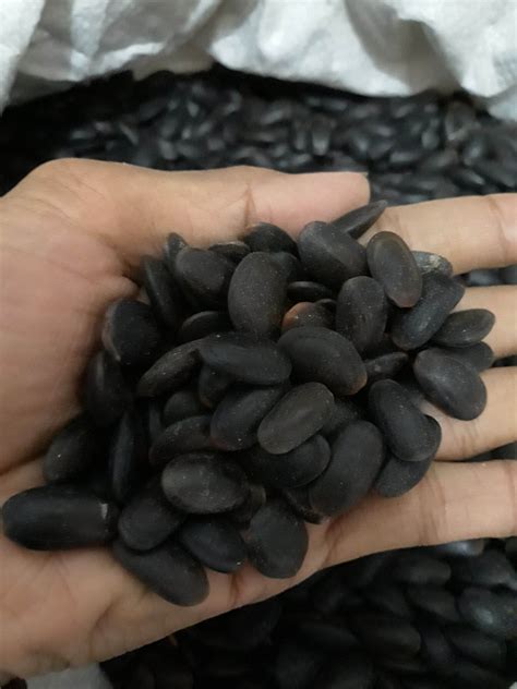 Biji Kedawung Super 1 Kg Lazada Indonesia