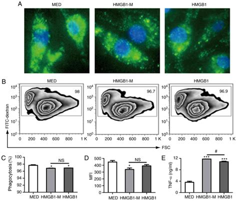 Effects Of Mimicked Acetylated Hmgb1 On Macrophages And Dendritic Cells