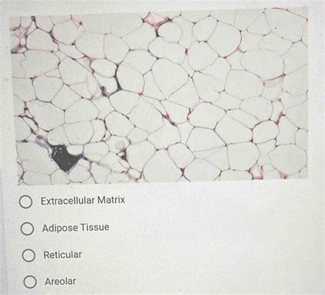 Solved Adipose Tissue Reticular Areolar Biology