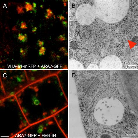 Figure 2 From Update On The Endosomal System Of Plants The Endosomal