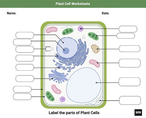 Labeled Plant Cell Diagram