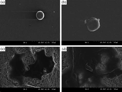 Fe Sem Micrographs Of Chondrocytes Attached A B On The Surface Of