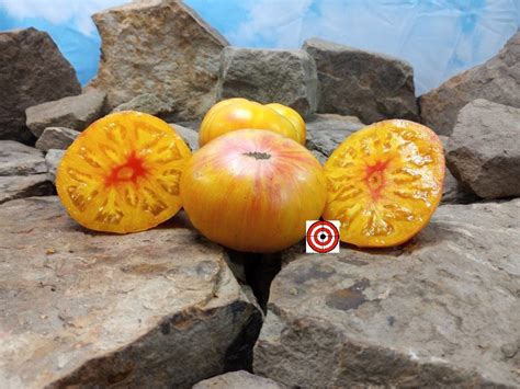 Dwarf Confetti Tomato Bounty Hunter Seeds Rare Tomato Seeds