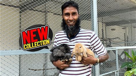 Lion Lop Rabbit Youtube